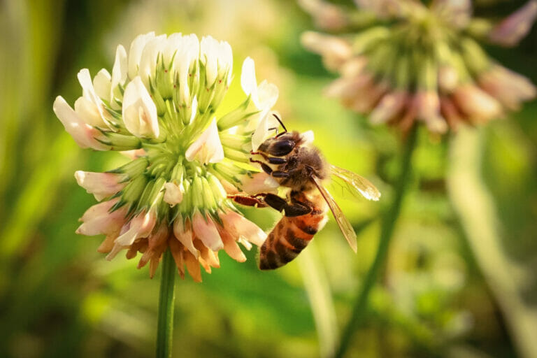 Symbiotic Relationship And Symbiosis: Examples And Types